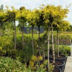Local Farm & Nursery Growing Quality Trees & Shrubs in McMinnville TN ...